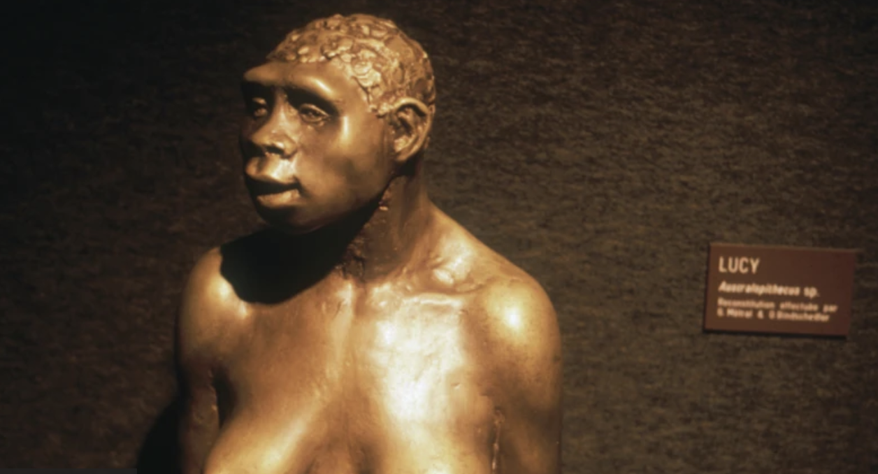 Cómo era y vivía Lucy, el fósil descubierto hace 50 años que reescribió la historia de la ...